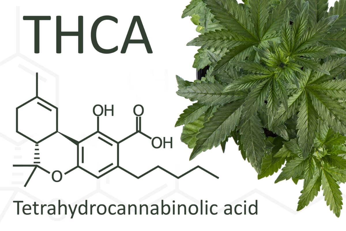 Exploring THCA Flower & the Wider Cannabaceae Family - 3CHI