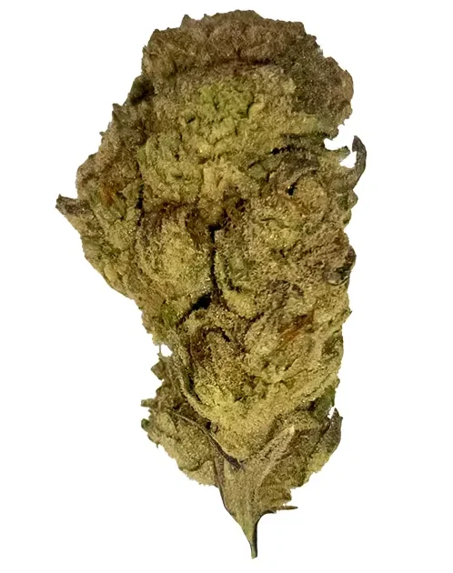 Blue Dream: The THCA Flower Strain That’s Still Making Waves - 3CHI