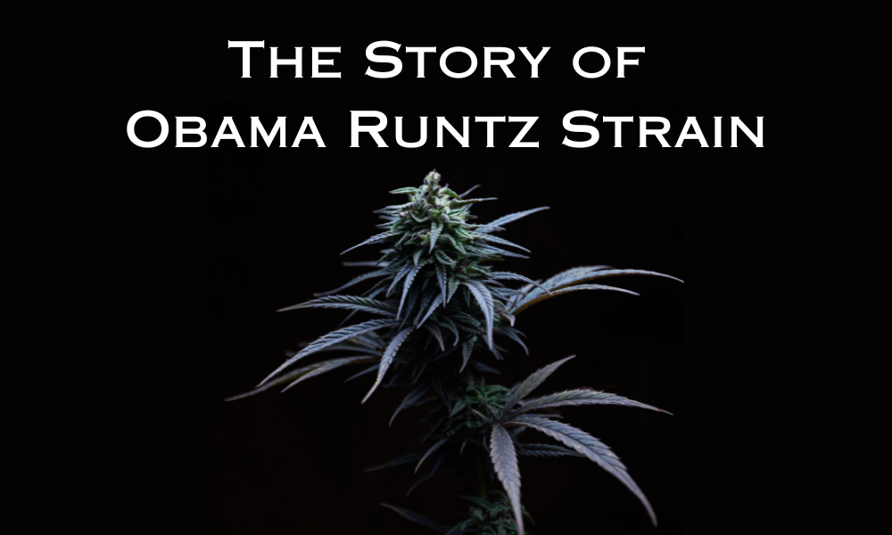 3CHI Presents: The Story of Obama Runtz Strain and THCA Flower - 3CHI