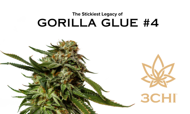 THCA Flower History of Gorilla Glue #4 (GG4) - 3CHI