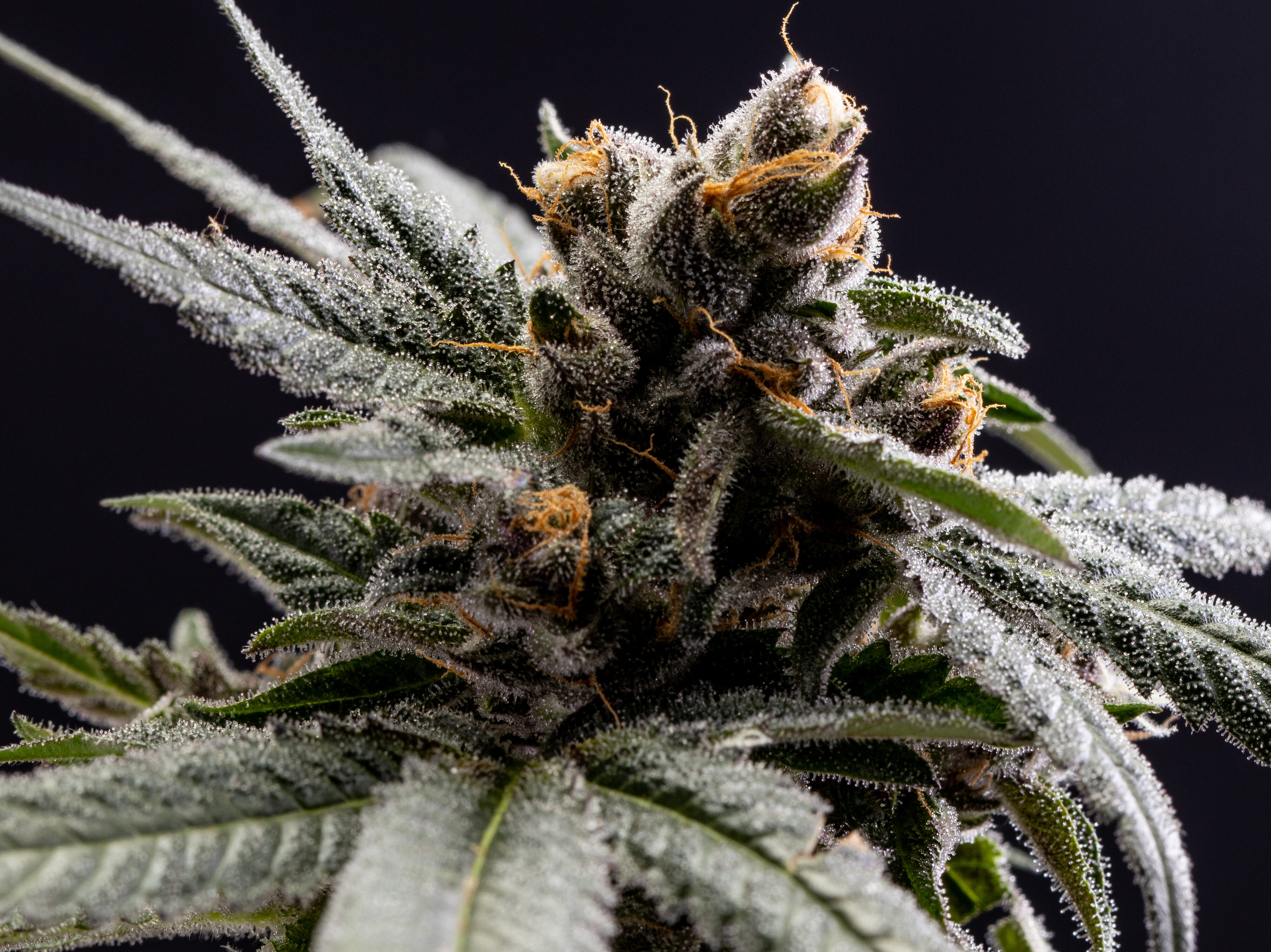 The Science of Colorful THCA Flower - 3CHI