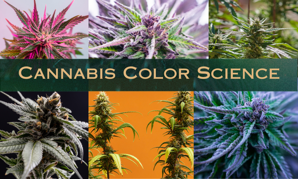 The Science of Colorful THCA Flower - 3CHI