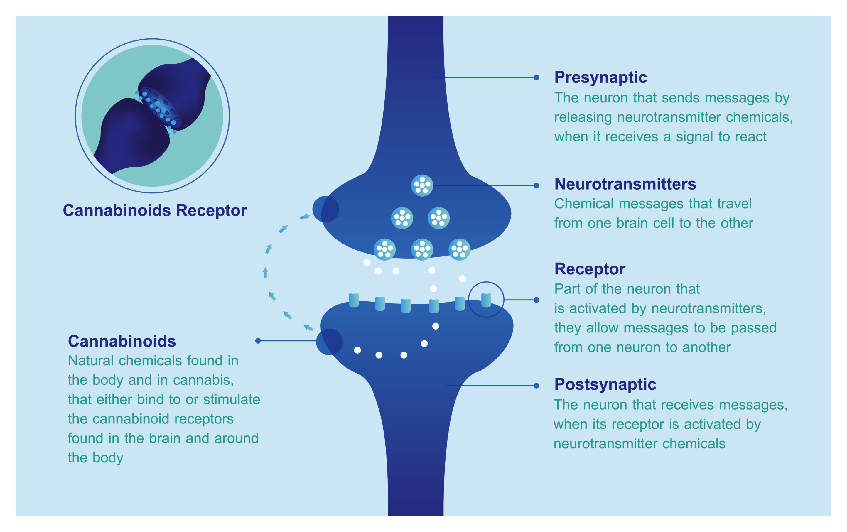 What Is the Endocannabinoid System? Your Body's Regulator - 3CHI