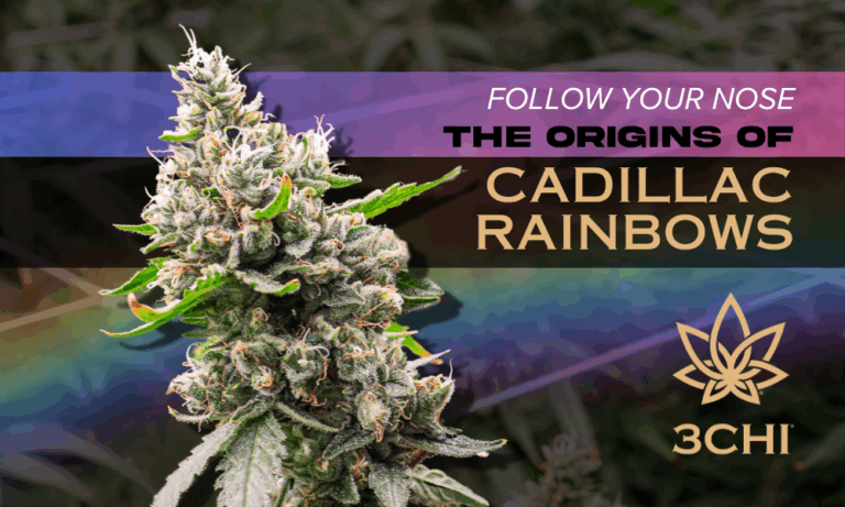 Cadillac Rainbow Strain: A Powerful Indica Hybrid - 3CHI